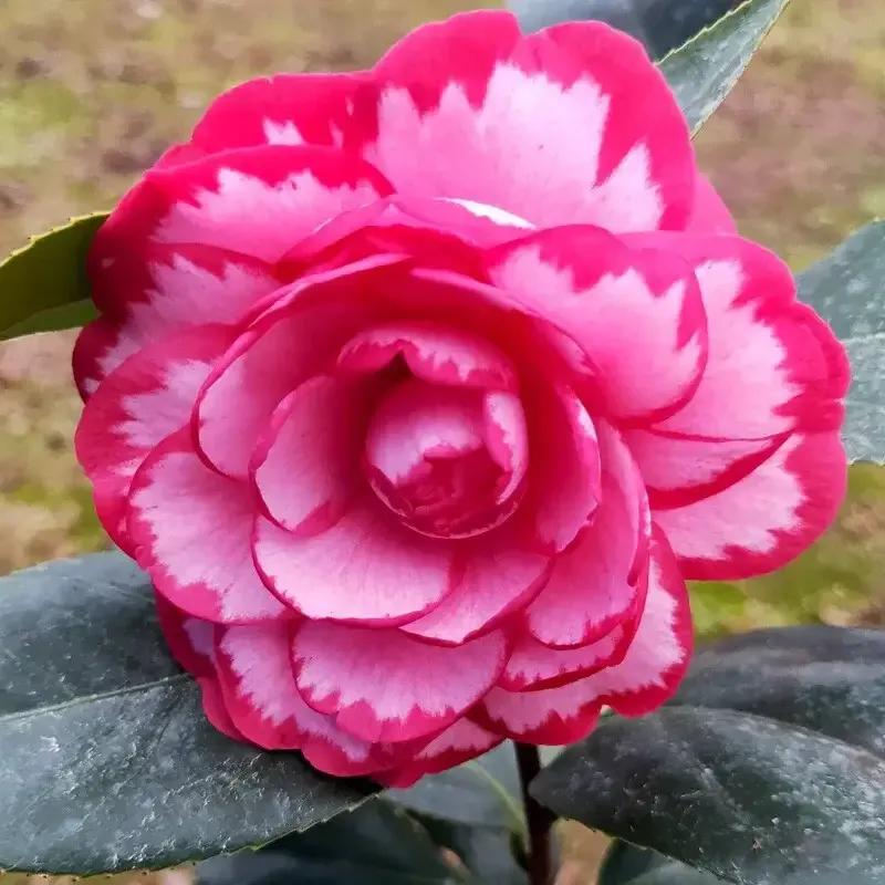 15 famous camellia products with super high value, blooming is really ...