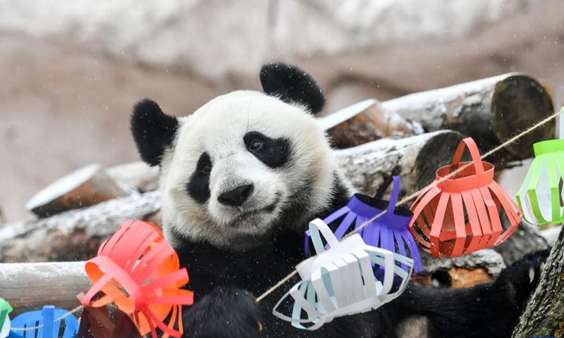 Dun Dun has fresh bamboo! The giant panda in Russia has become a "Kung ...