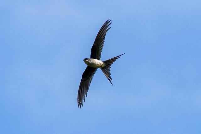 The "footless bird" Swift sleeps while flying all its life, and landing ...