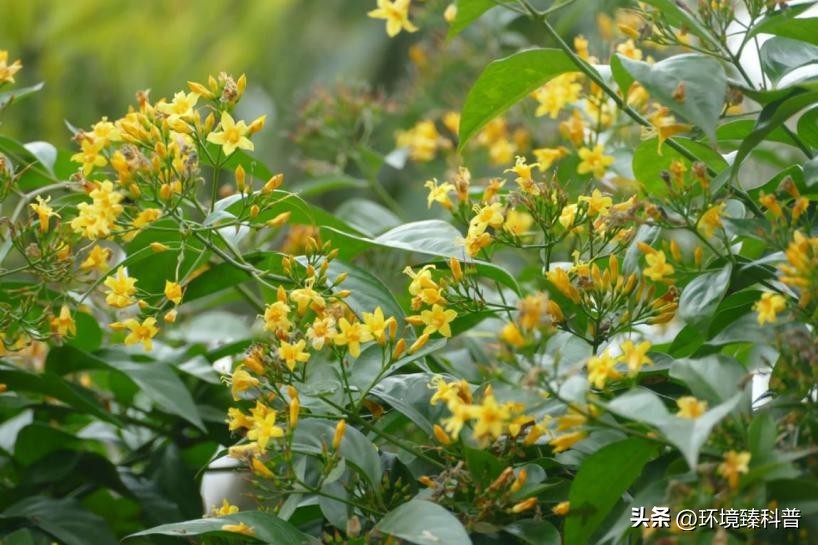 Hook kiss, it seems to be a "heart-broken grass" specifically for ...