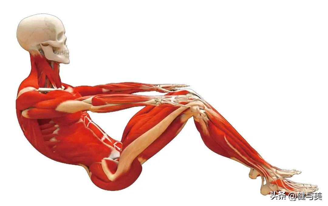 "Half-way rolling of the back" to correct bad posture - iNEWS