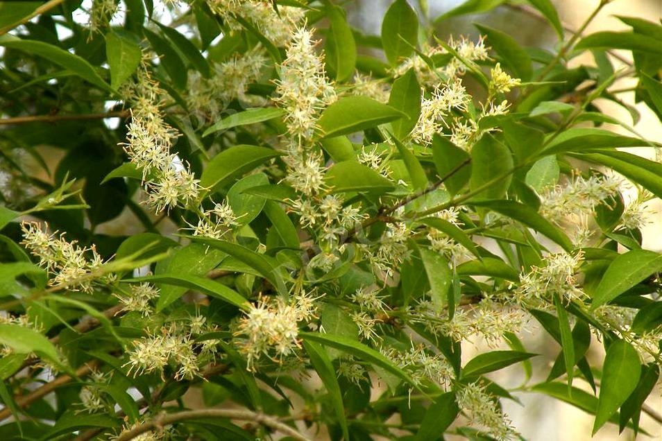 Tree species with green leaves in early winter—Snow Willow - iNEWS