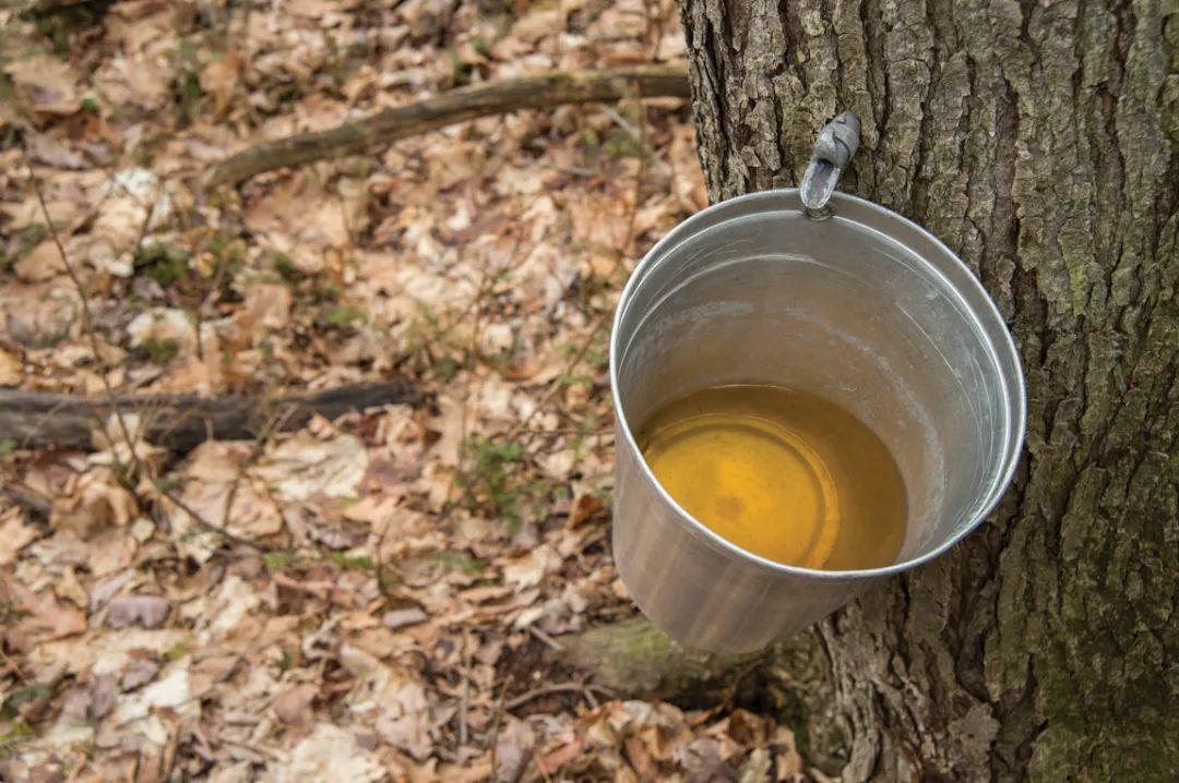 Super sweet!Maple syrup making experience can also be achieved in Massachusetts - iNEWS