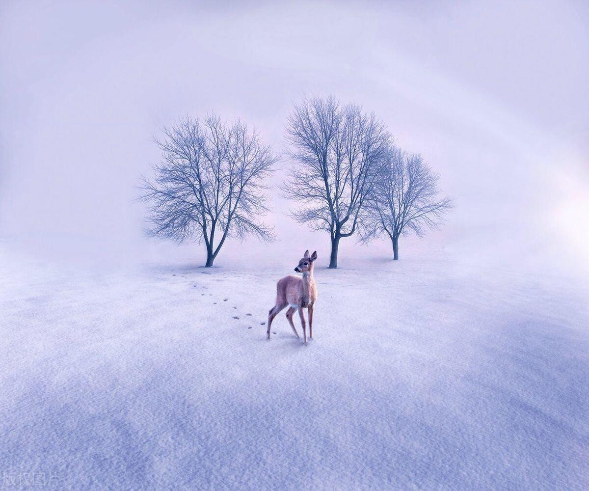 Turning deer - iMedia