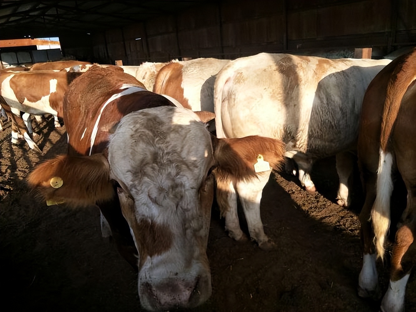 Judging whether a cow is healthy by cow dung: the method of judging ...