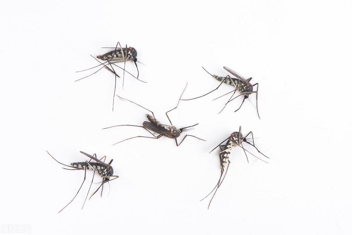 What kind of animals are the "four pests"? Why do they become four ...