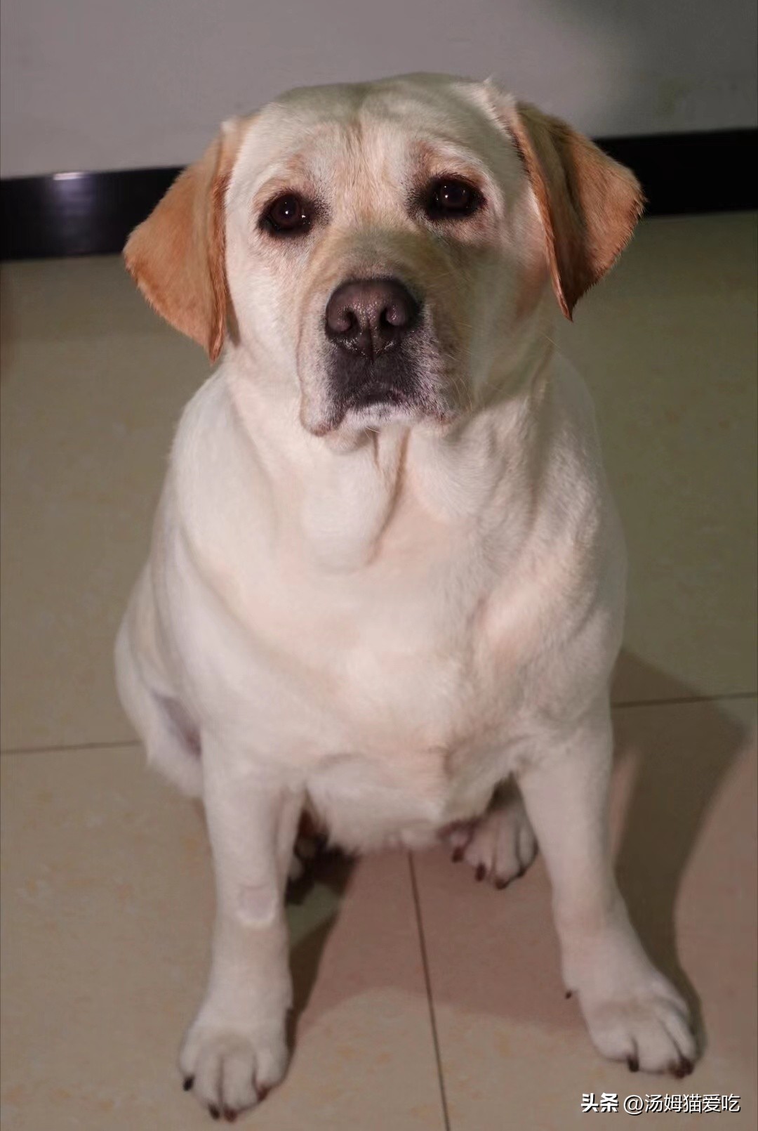 The experience summed up by raising Labrador for six years - iNEWS