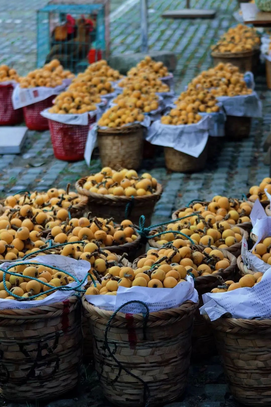 Unilaterally announced that the best loquat in China is in Suzhou - iNEWS