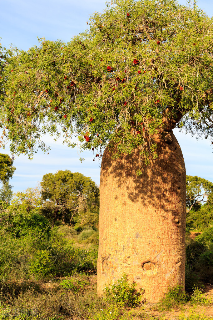 The "Holy Tree" in Africa can live for 6,000 years. It can live in ...