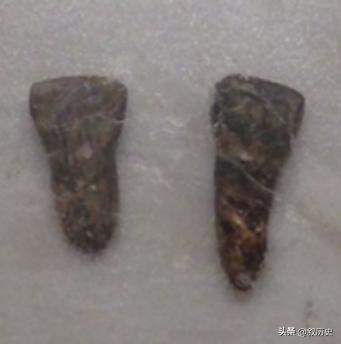 Are the "Yuanmou people" living in the subtropical grassland our ...