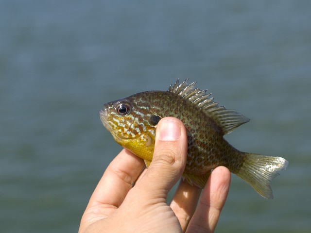 Sunfish Invasion: Are You Willing To Panic Our Water Ecosystems? - iNEWS