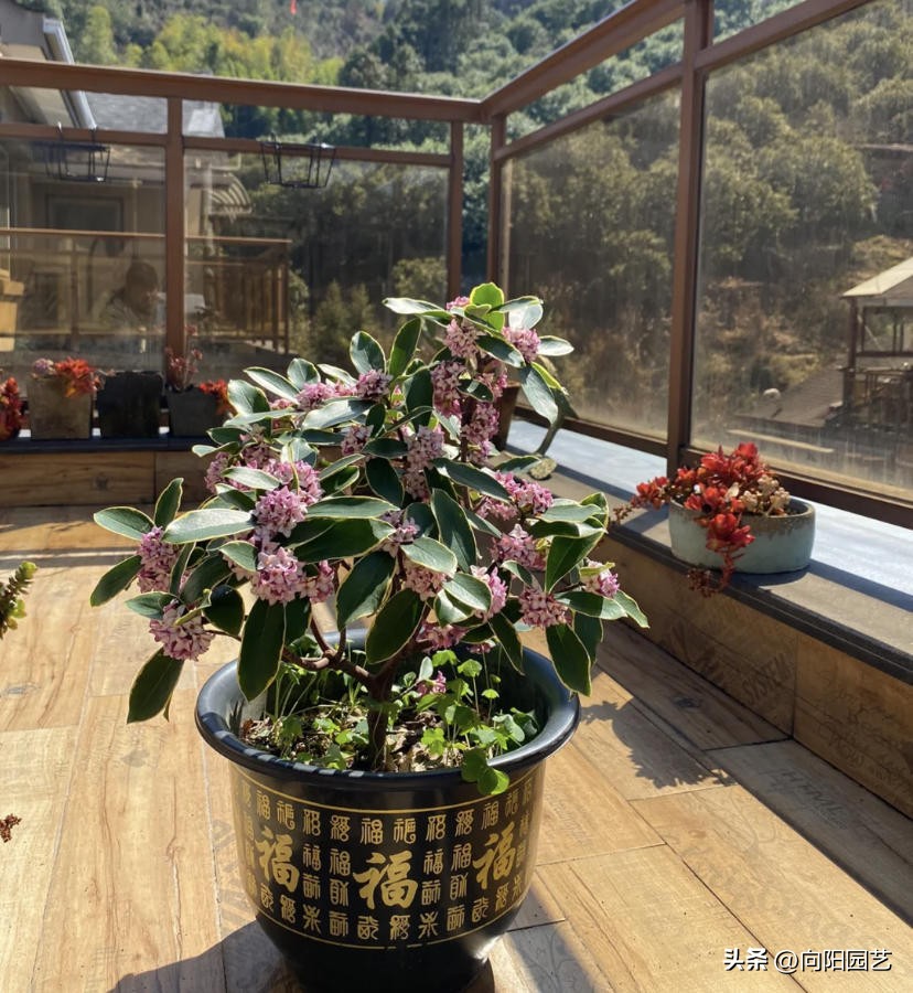 What kind of flowers are suitable for growing flowers in autumn?Phnom ...