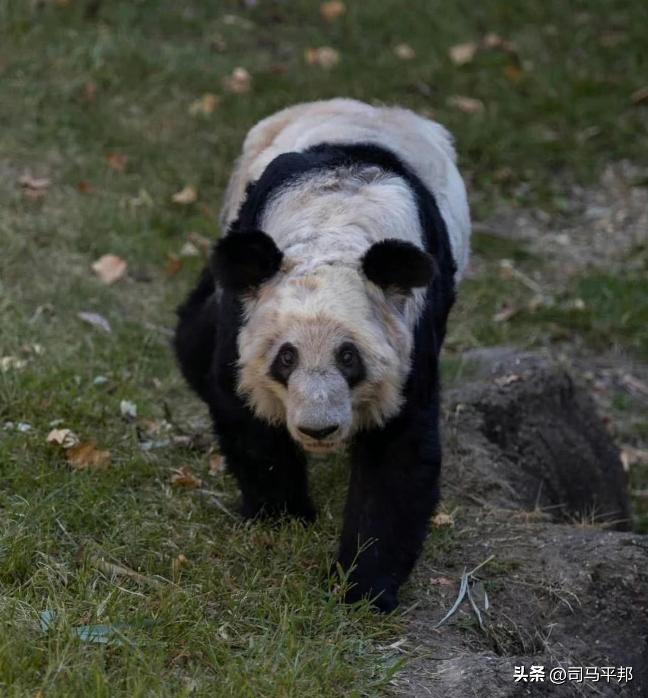 Panda Strategy: mobilize the power of the world to seek justice for the ...