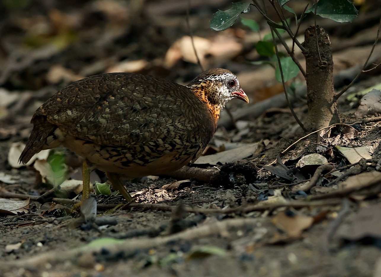 Green-footed mountain partridge: a pair of green "shoes" - iMedia