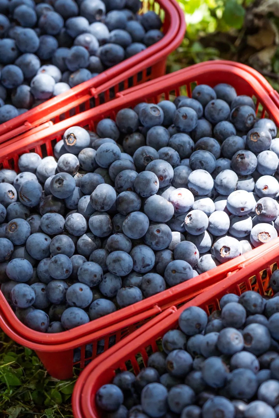 Sweet "Blue" can't stop, go, go to Udang to pick blueberries! - iMedia