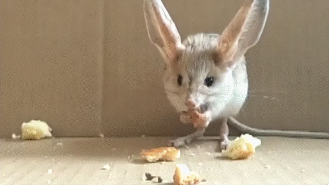 Tourists photographed the desert "elf rat", which is now critically ...