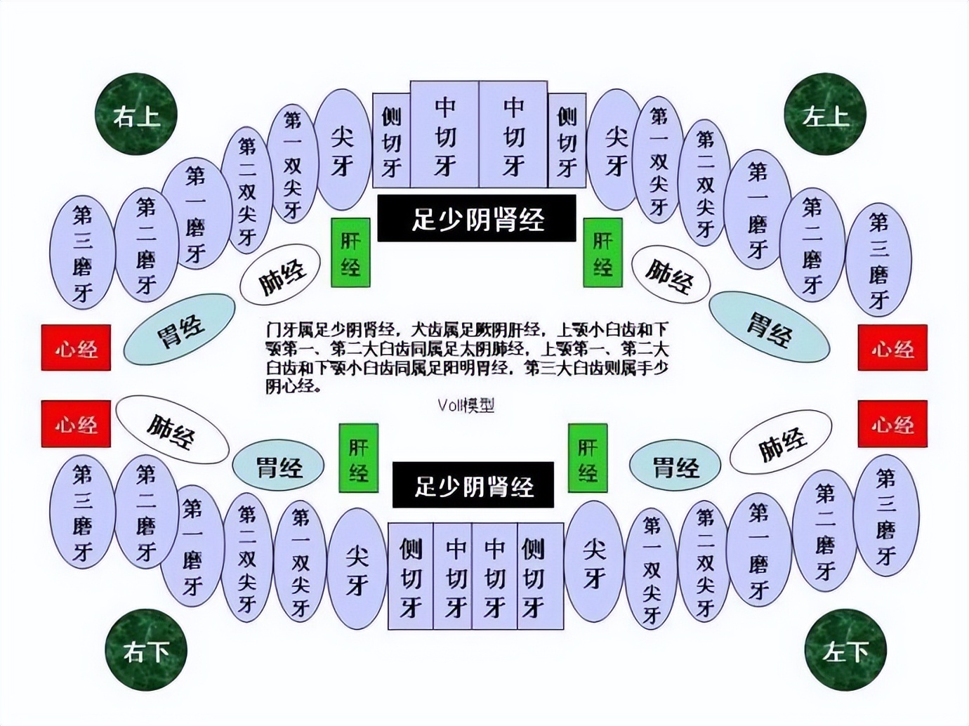 Oral ulcers caused by periodontitis, red and swollen gums, loose teeth ...
