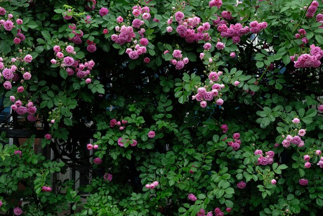 Prose: Amidst the Rain and Thousands of Families, Spring Grows and ...