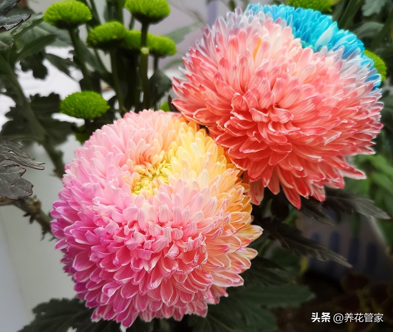 Encounter colorful chrysanthemums, one chrysanthemum has many colors ...