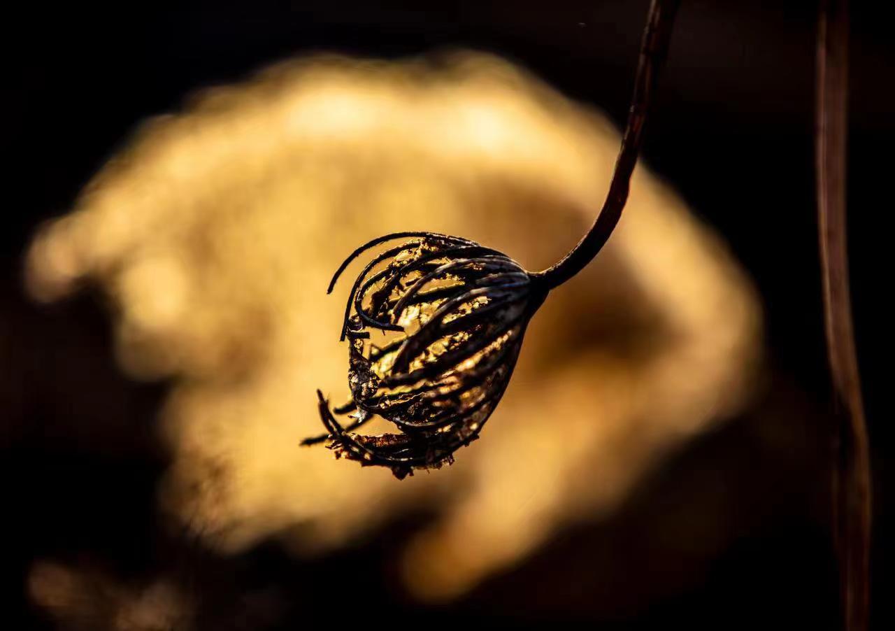 Mr. Liang Hong's photographic work - Residual Lotus No. 30 - iNEWS