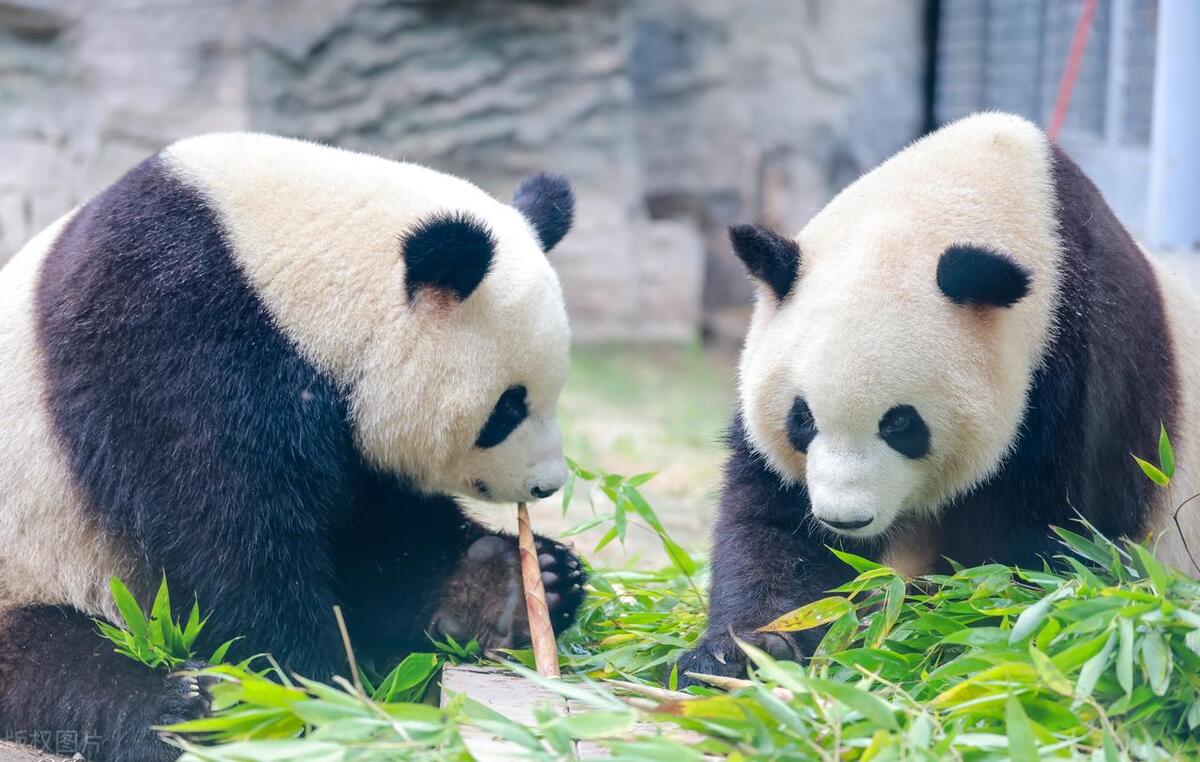 Panda Yaya is back! Why do Chinese people have a soft spot for pandas ...