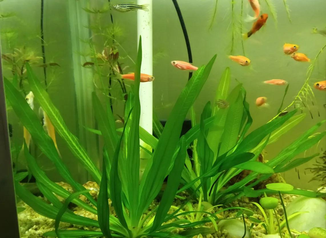 About the polyculture of several small fish - iNEWS