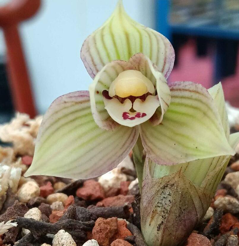 Watering method for orchids: Water the sun in winter and cool in summer ...