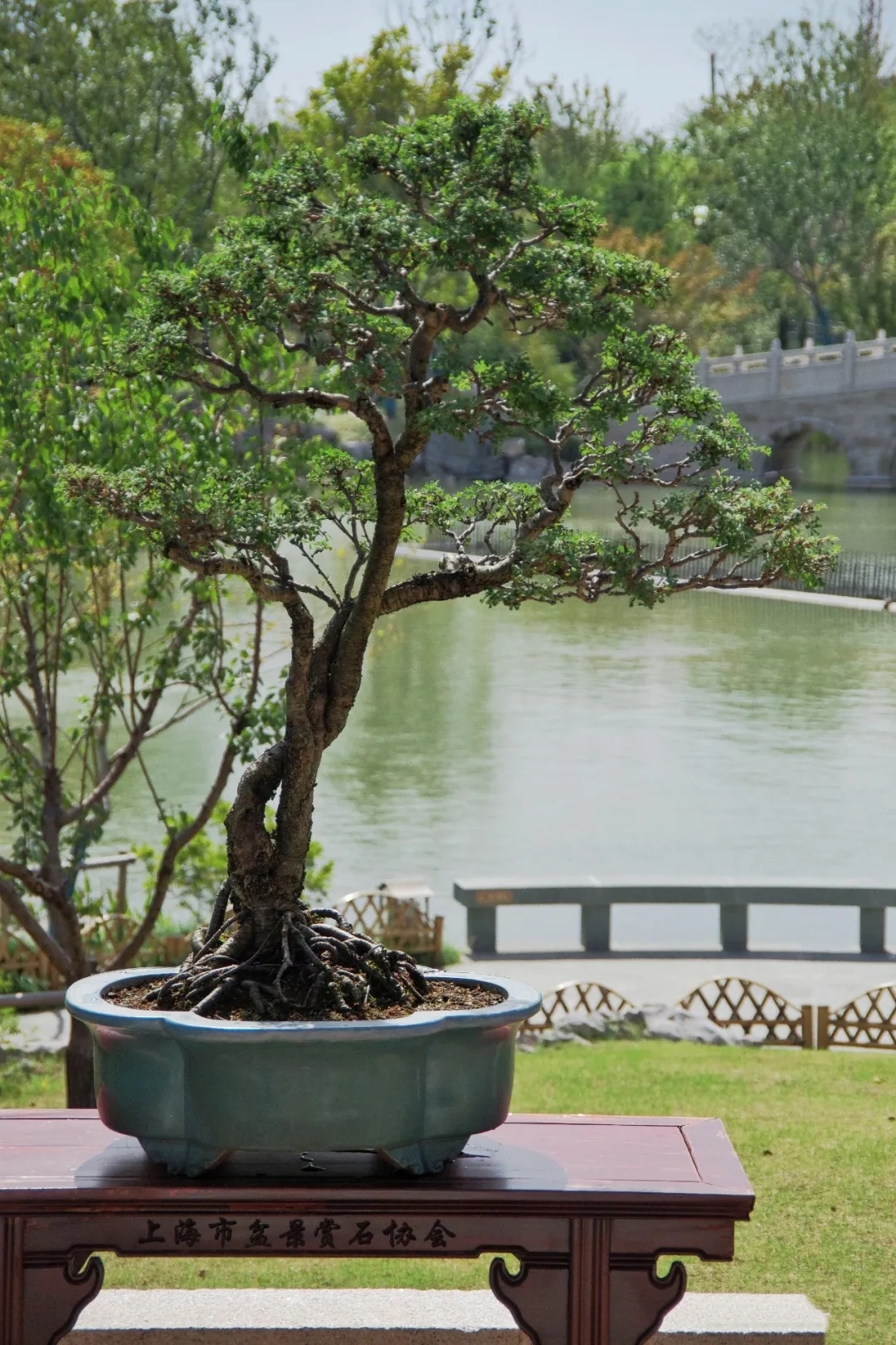 A glimpse of the world-famous bonsai garden - Shen Garden - iNEWS