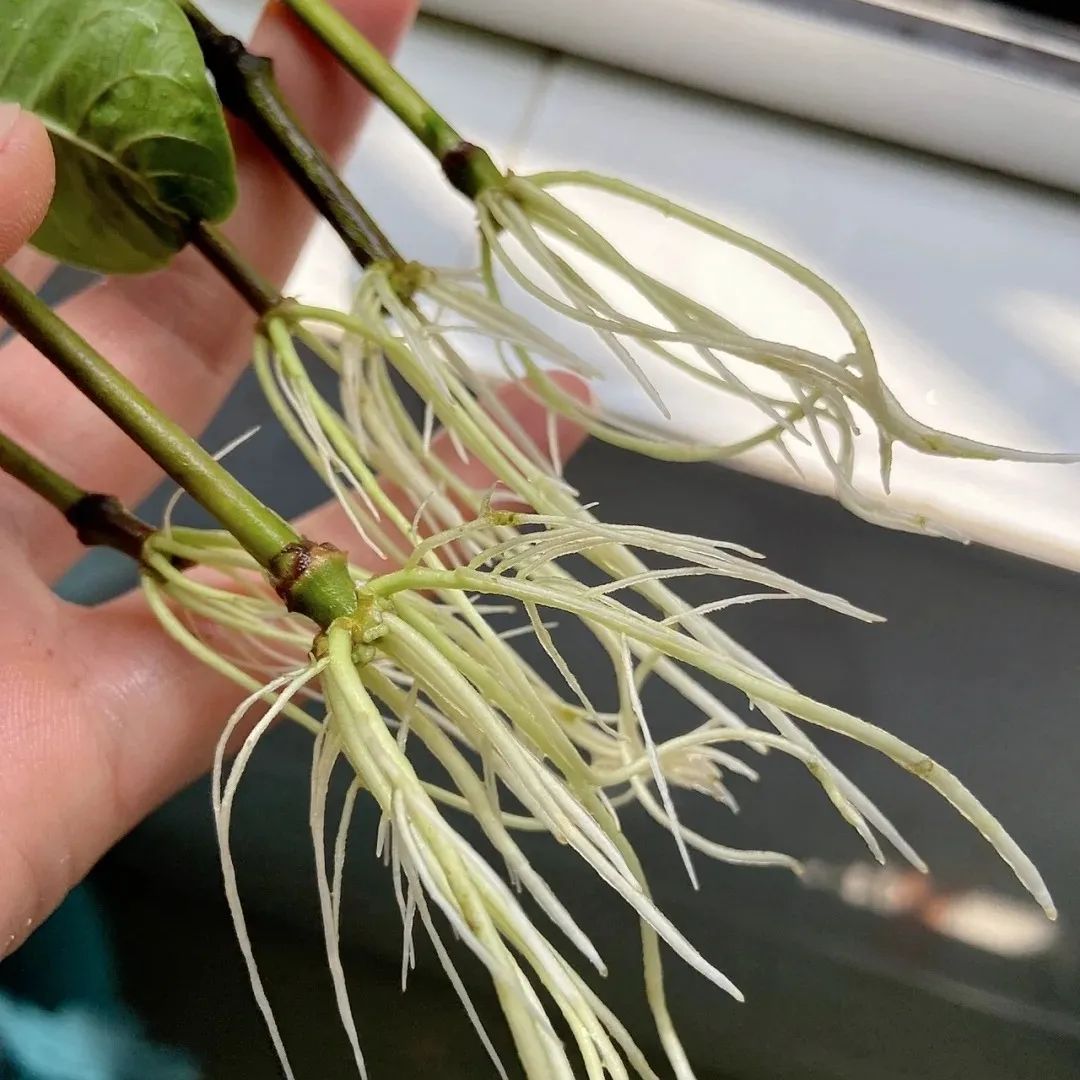 Don't worry about cutting in spring, 3 kinds of rooting agents are here ...