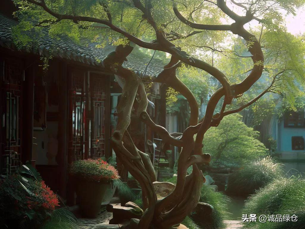 The maintenance secrets of the happiness tree, only one can grow lush ...