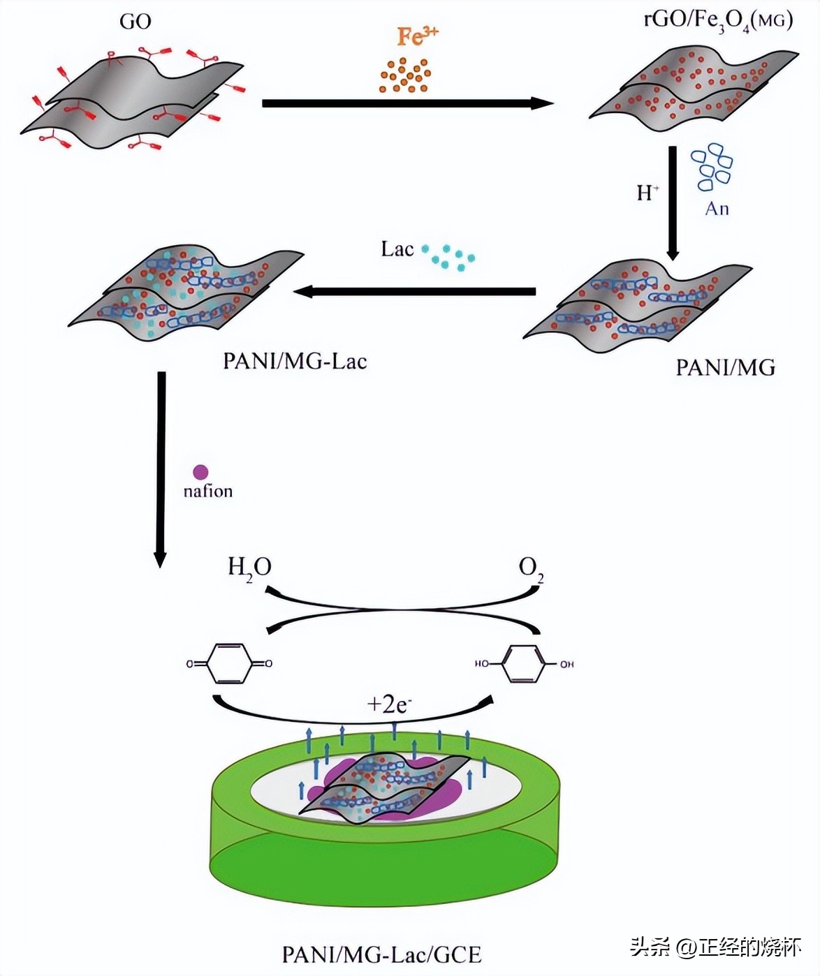 Polylysine modified graphene, how to achieve protein enrichment ...