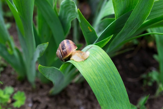 The shells of hermit crabs and snails: how they are formed and used ...