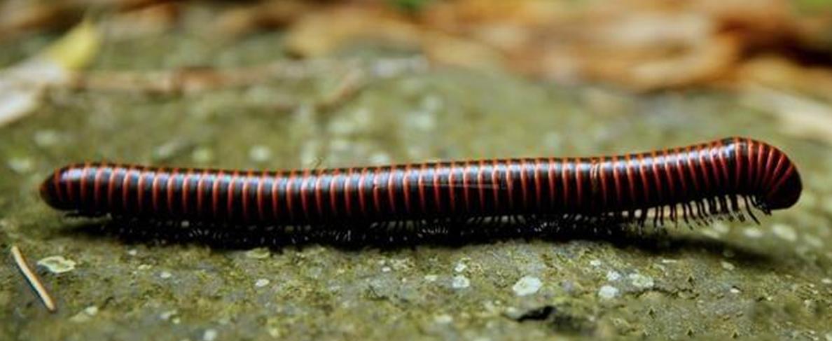 Paleontological assemblages in Western Hunan: Features of ...