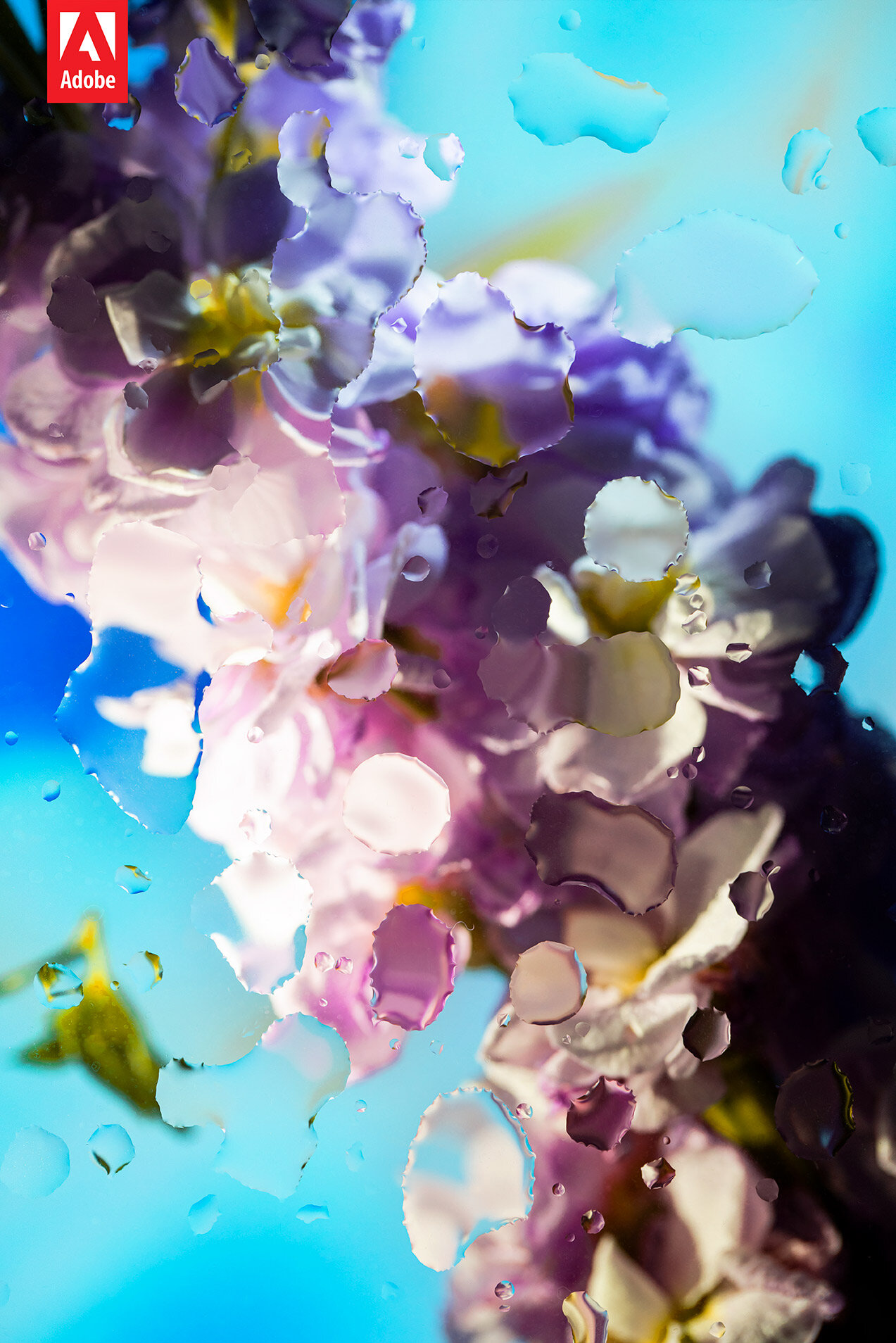 Flower Photography Appreciation - Artist & Designer Davy Evans Series ...