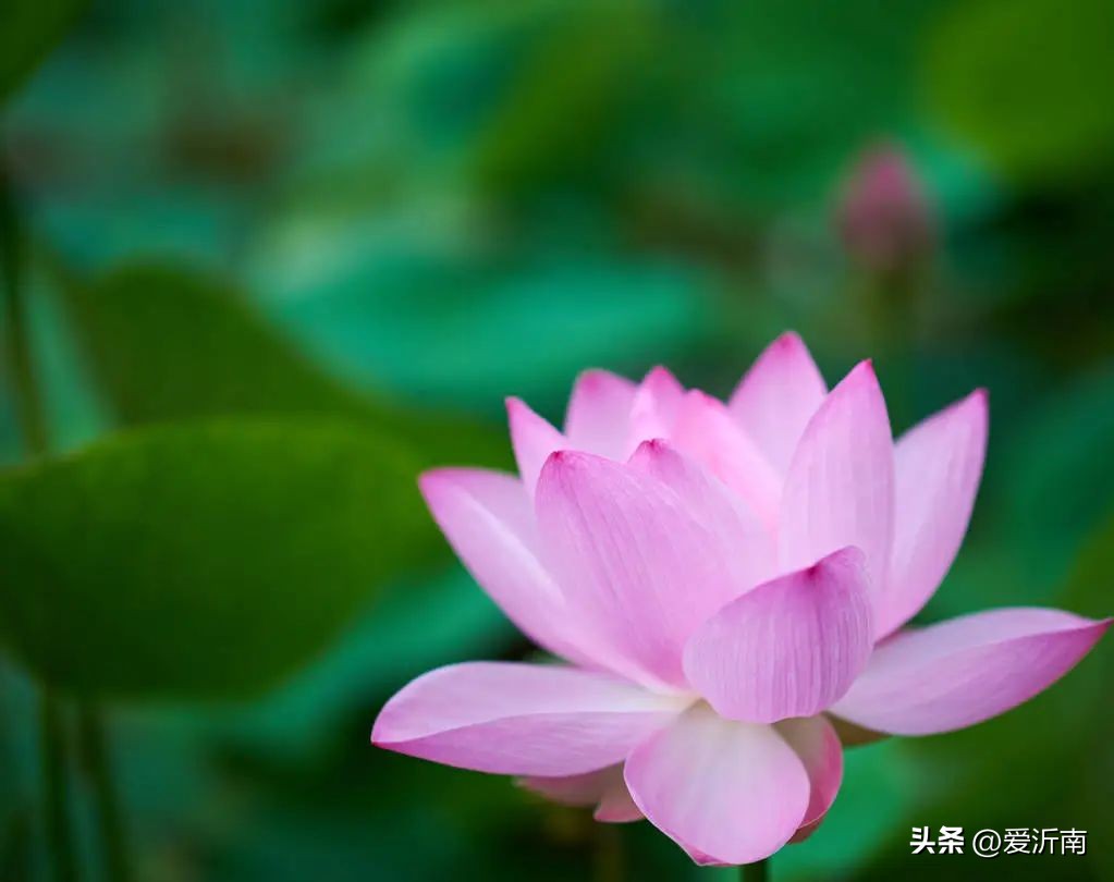 The wind blows the lotus leaves to fill the pool with fragrance, and ...
