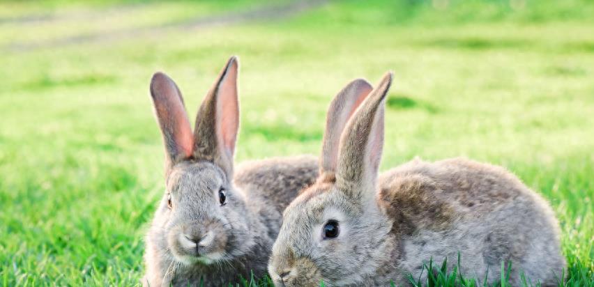 Which months are the best for rabbits? Yueyue Rabbit is amazing. Which ...