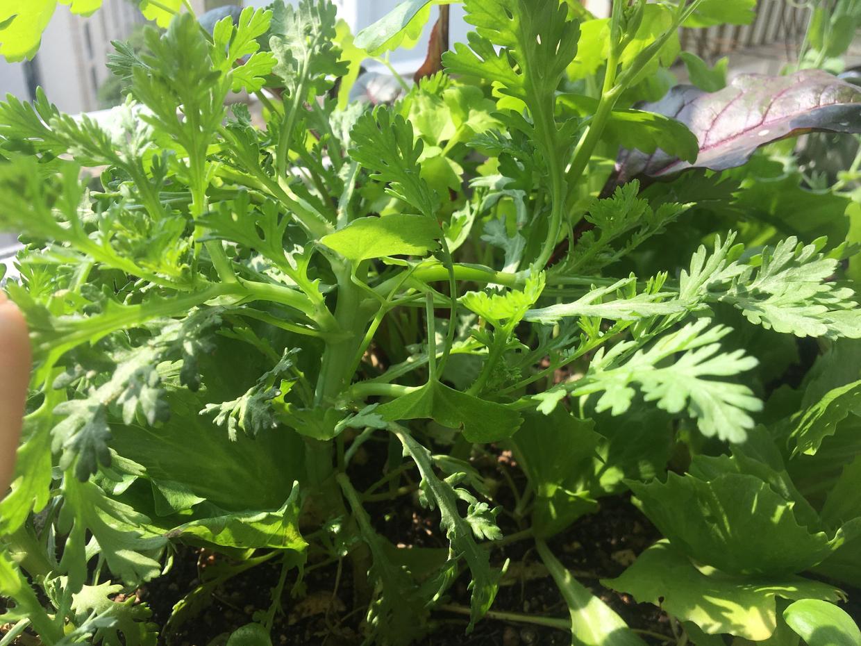 More rain to nourish the spleen, eat this small-leaf emperor vegetable ...