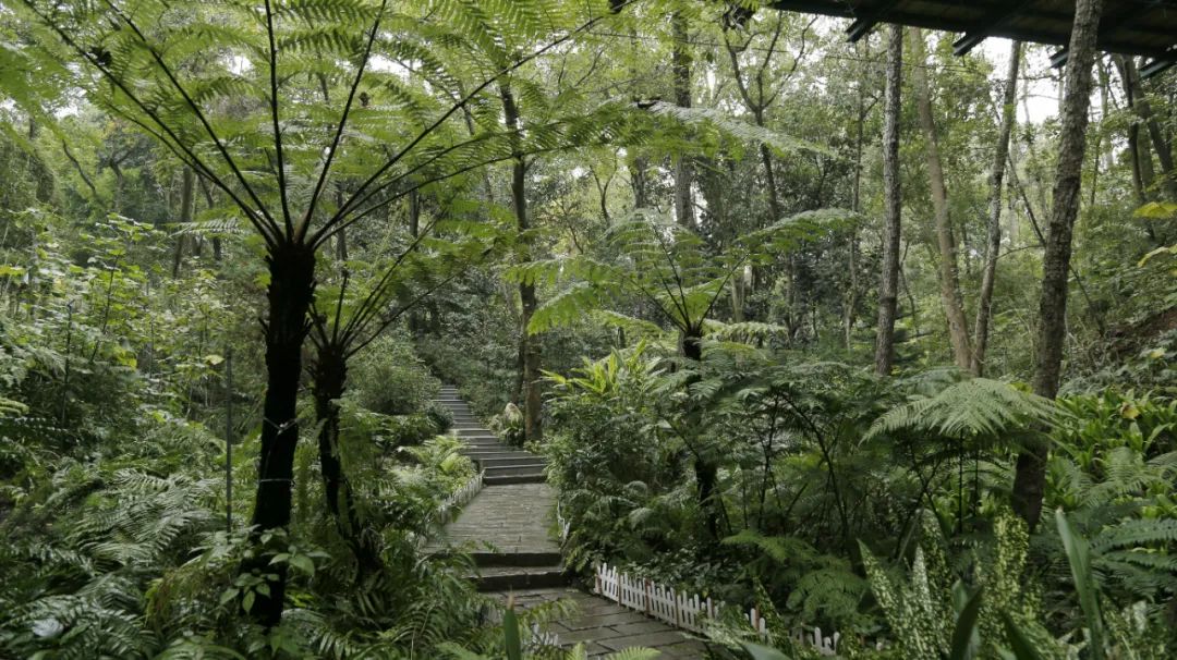 Visit the "Kingdom of Plants" and feel the charm of biodiversity - iNEWS