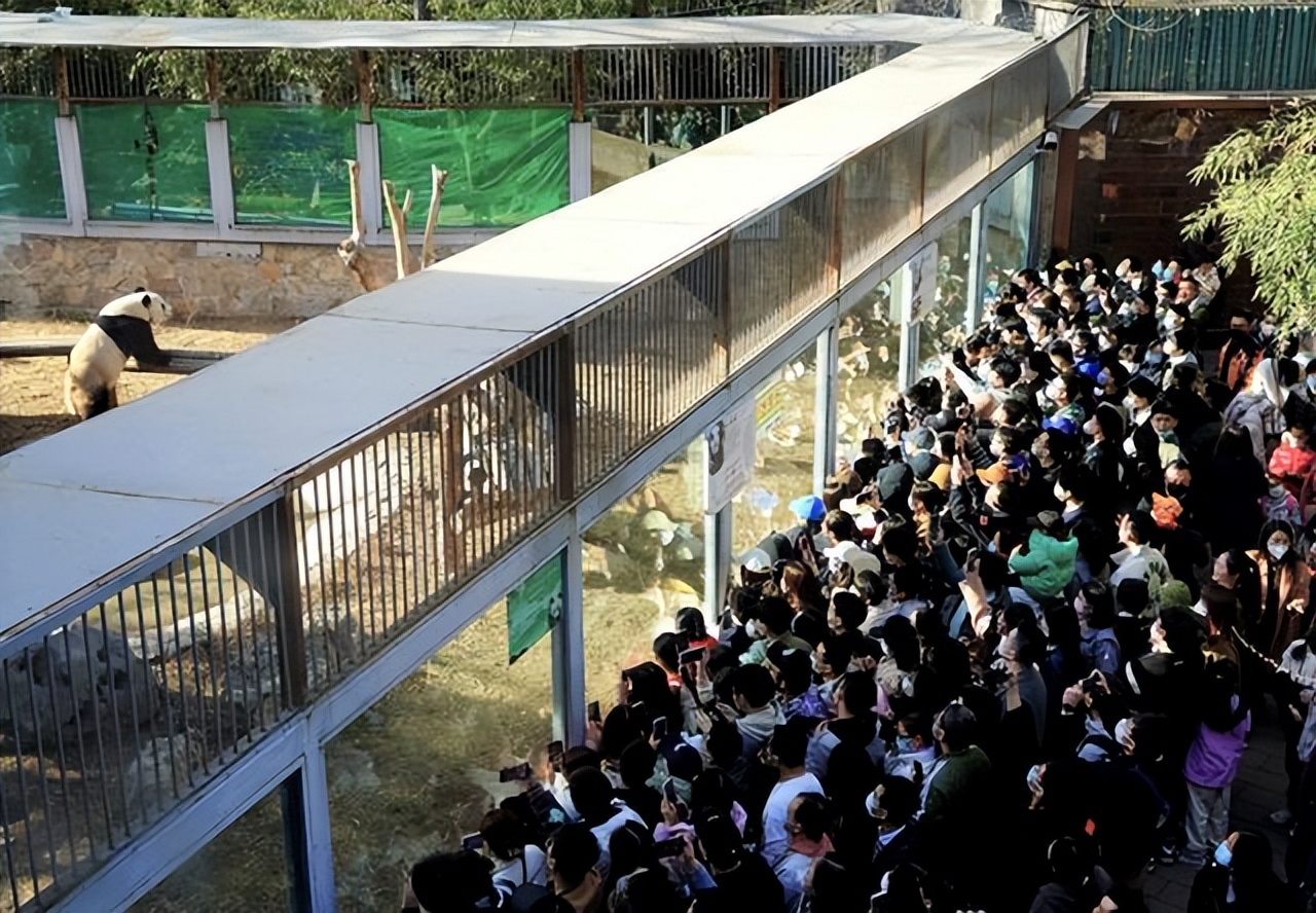 The "gold-absorbing animal" of the zoo: Huahualie earns hundreds of ...