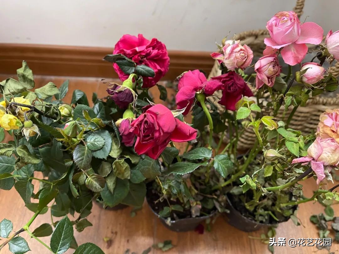 Although it is beautiful, it is an out-and-out "bad luck flower ...