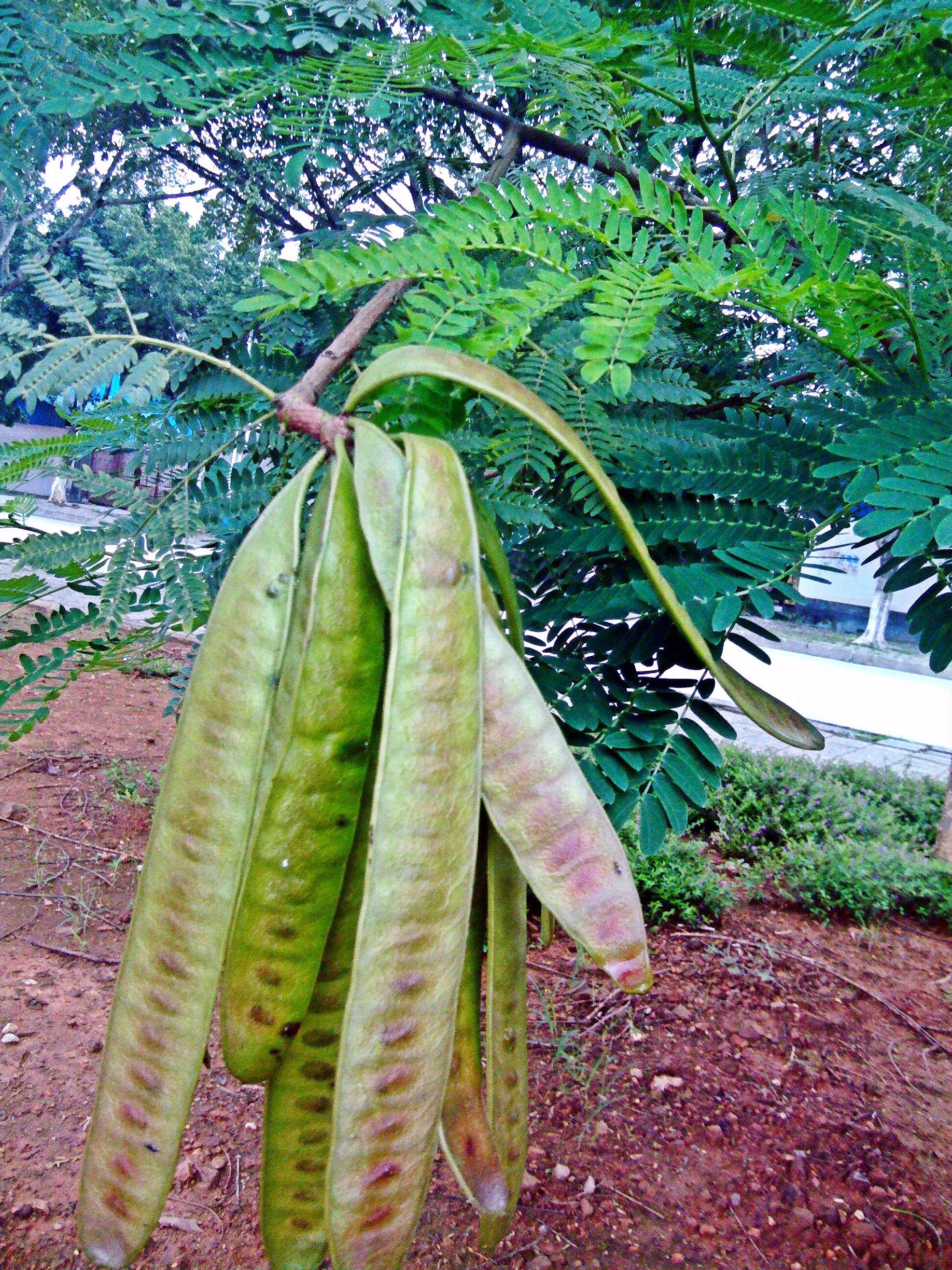 Phoenix Tree ~ The leaves are like the feathers of the phoenix, and the ...
