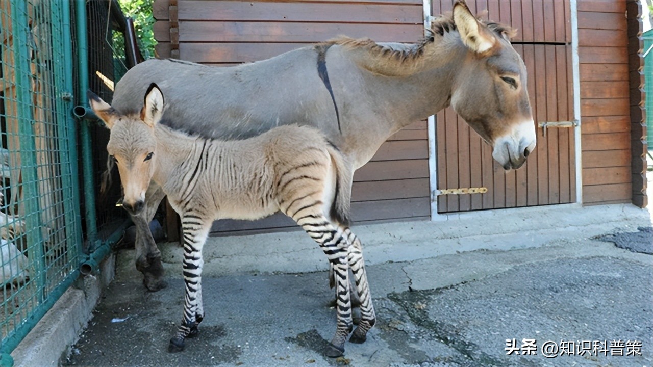 10 Real Animal Hybrids That Existed - iMedia