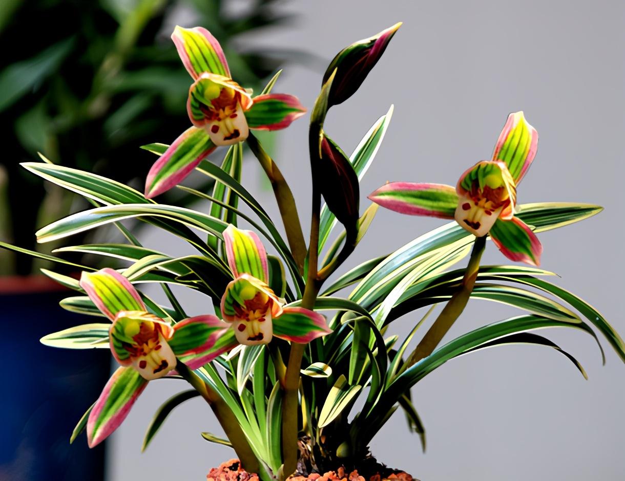 It is the "overlord flower" in the orchid world. It has beautiful ...