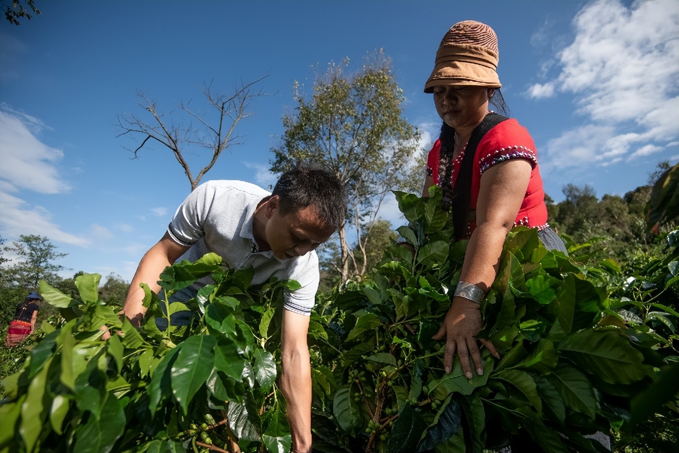 Ye Ping, a coffee farmer in Yunnan: Fen "beans" for ten years is only ...