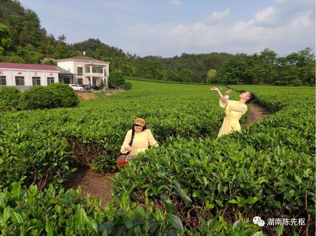 Changsha tea book selection (4) Liuyang Chunkou tea - iMedia