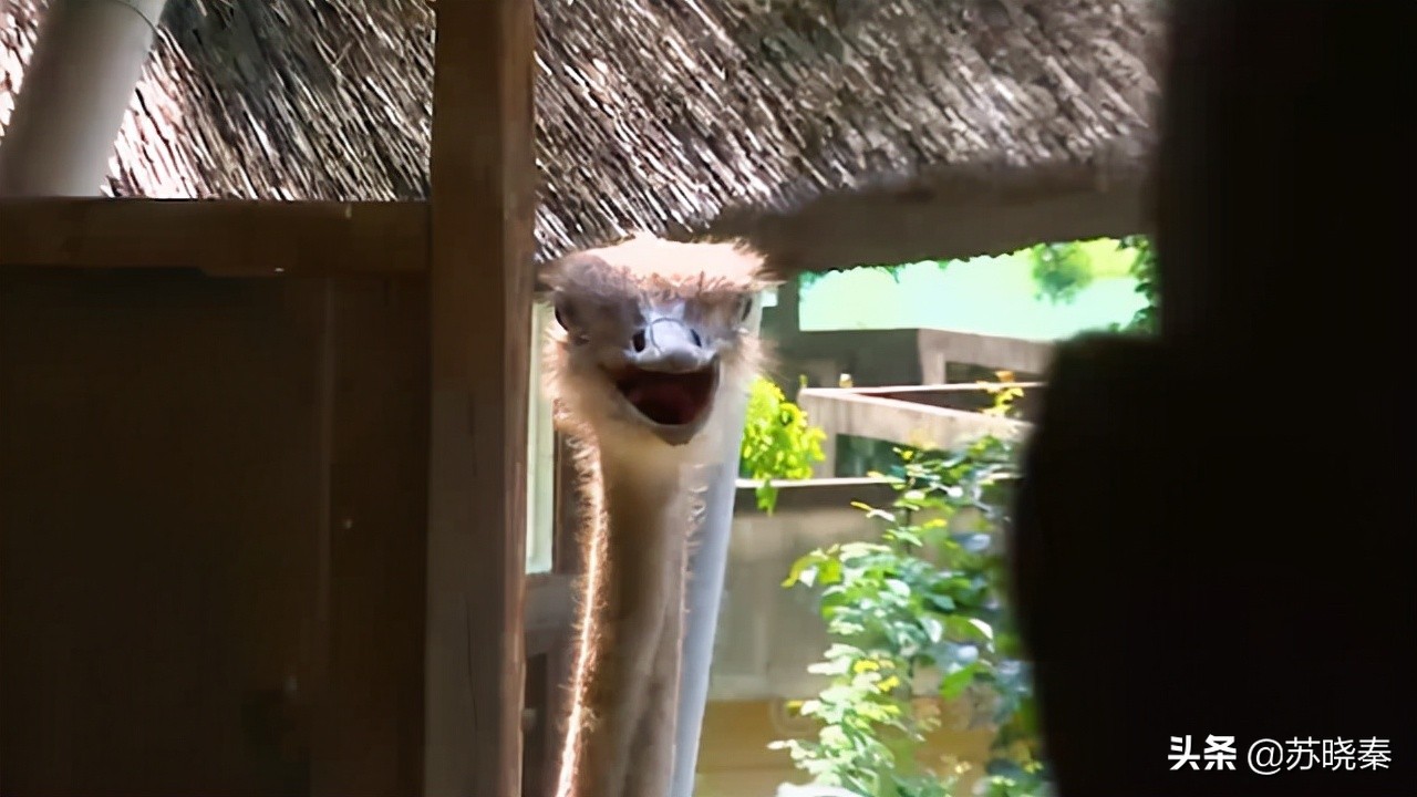 An ostrich fell in love with a monk, they may have been husband and ...