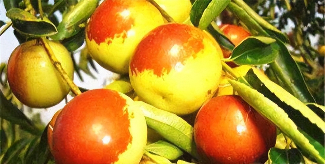 Top 10 sweetest fruits in the world, how many have you eaten? - iMedia