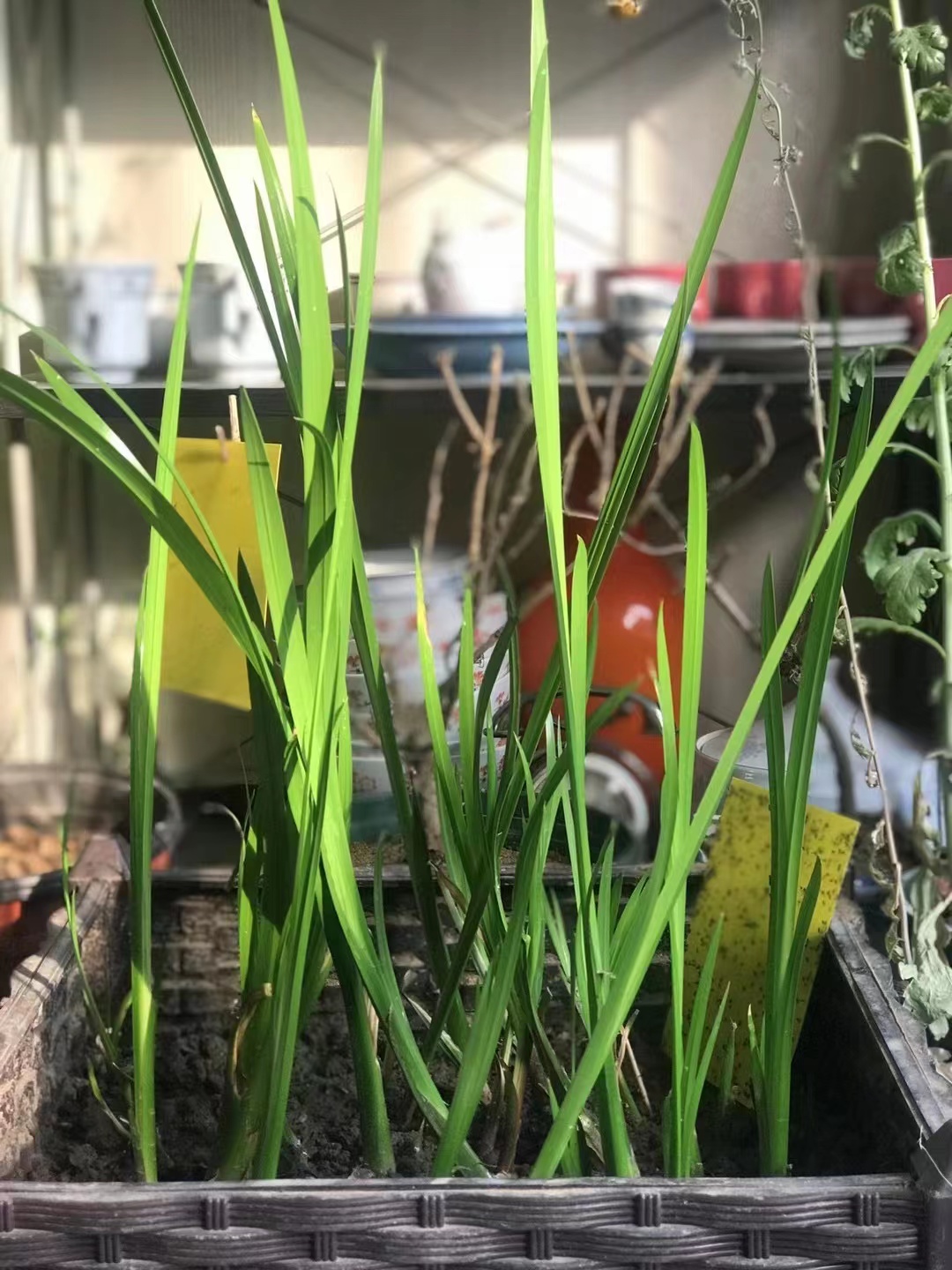 How to raise water calamus?Cultivation methods and precautions of ...