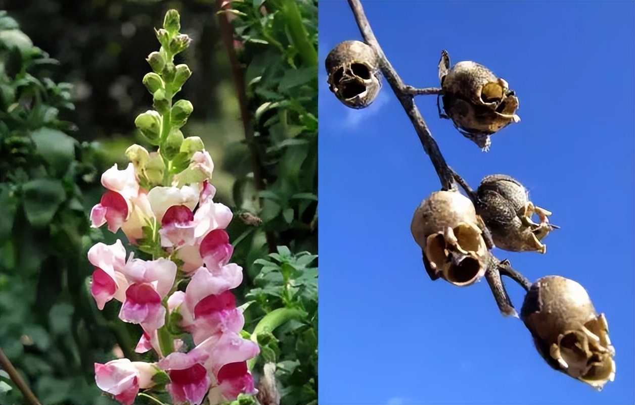 5 kinds of "terrible" plants, some of which are endangered plants, have ...