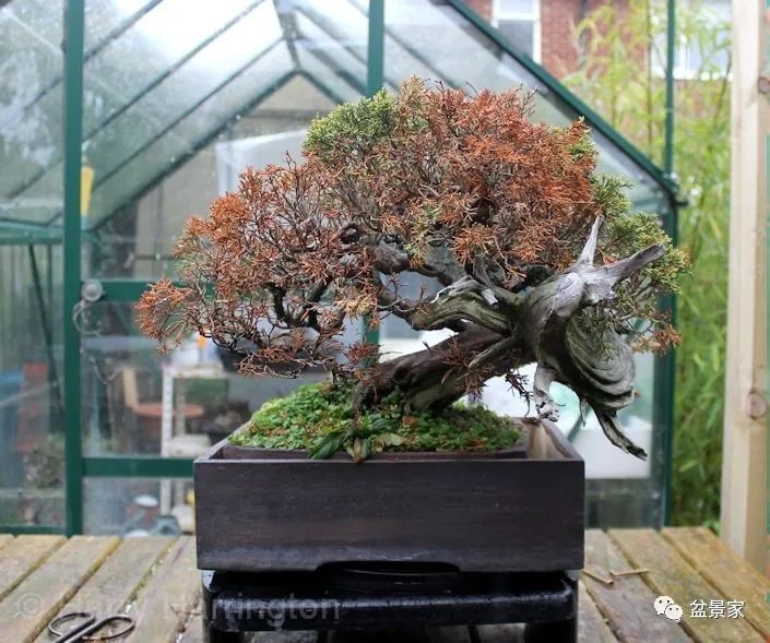 How to play out the height and realm of bonsai? - iNEWS